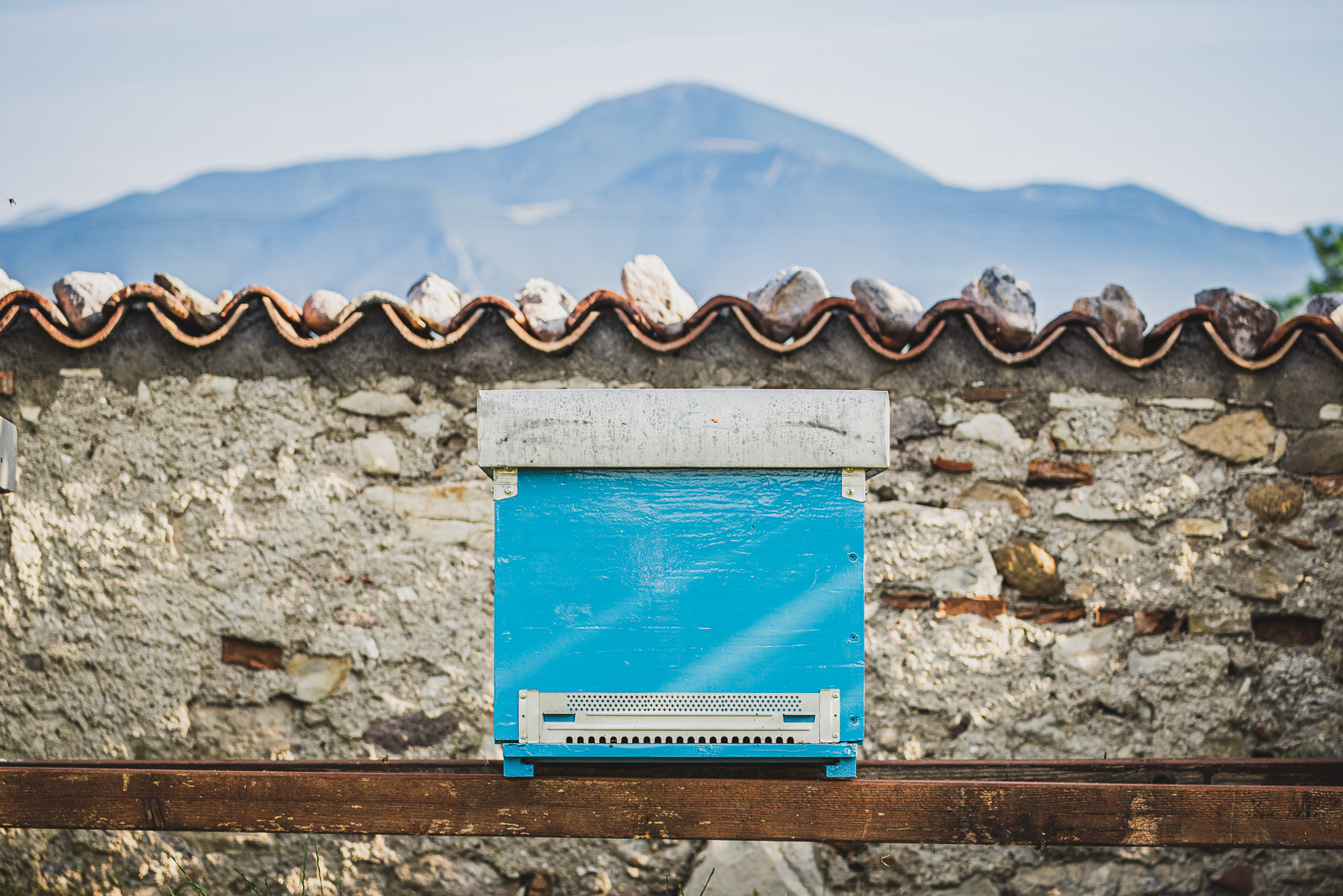 API IN VIGNETO | Guido Berlucchi Franciacorta